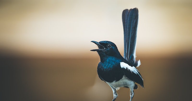 Magpie Song nursery rhyme lyrics and music | Words for Life