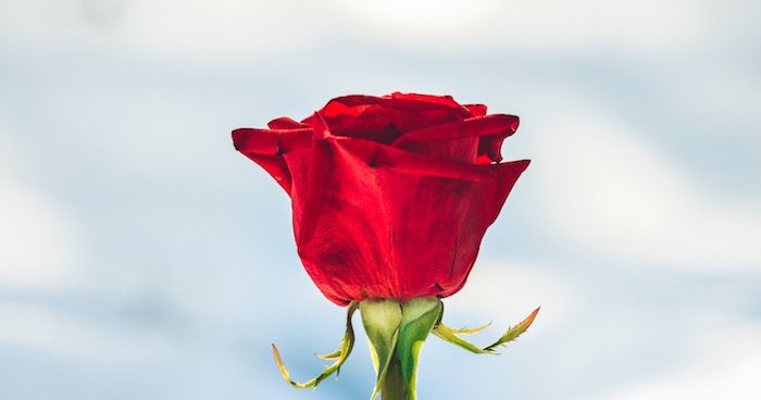 Roses are Red nursery rhyme lyrics and music | Words for Life