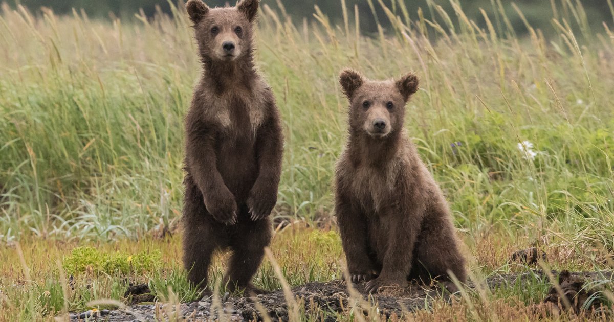 Fuzzy Wuzzy nursery rhyme music and lyrics | Words for Life