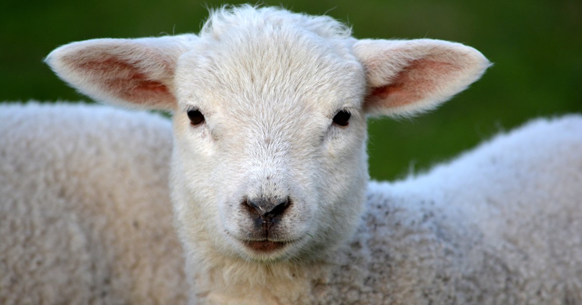 Mary had a little lamb nursery rhyme music and lyrics | Words for Life